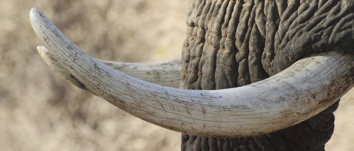 Duo arrested for possession of ivory -Newsday Zimbabwe