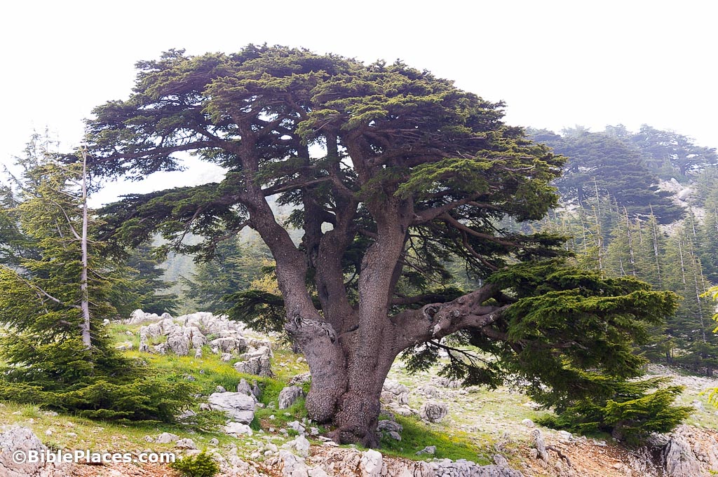 Cedars of Lebanon - The Standard